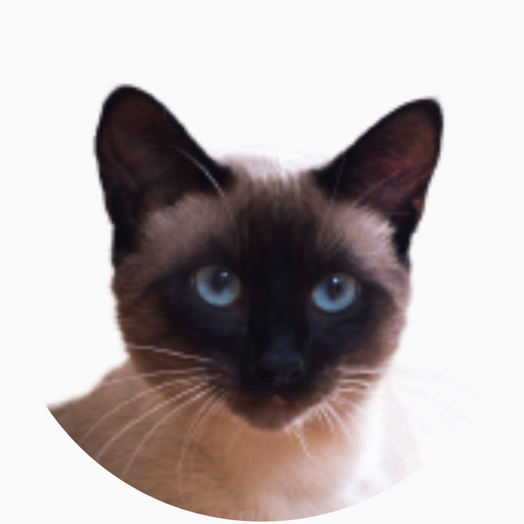 Real cats for sale store